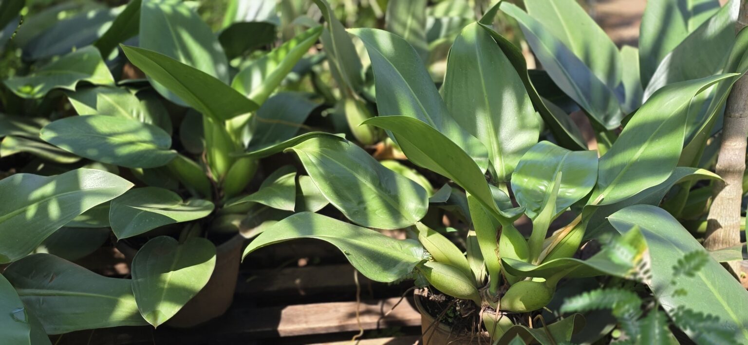 Pacová: resistência, beleza e tropicalidade em uma só planta - Tom Plantas